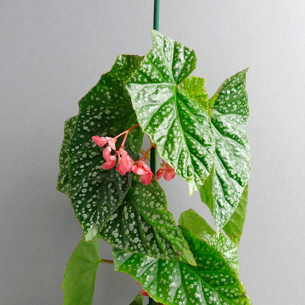 Ihr fragt - wir antworten! - the botanical room